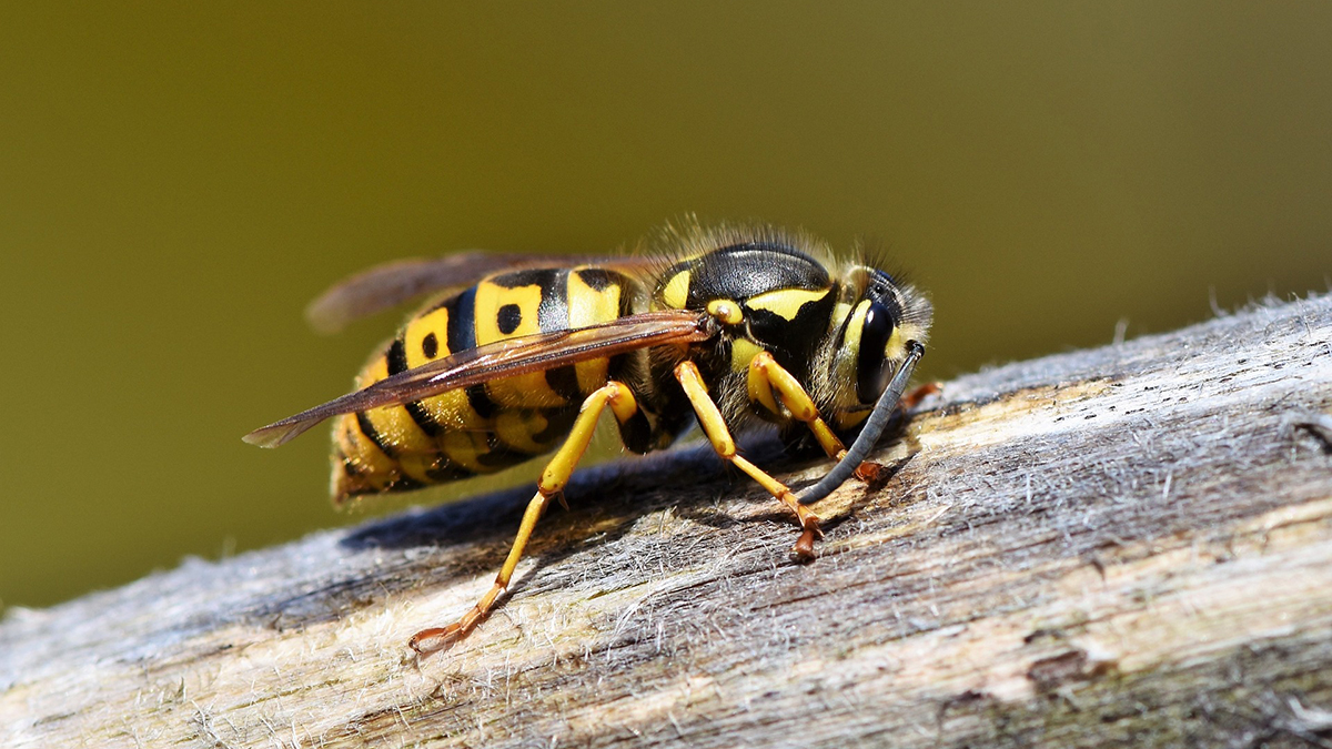 5 anecdotes à connaitre sur les guêpes